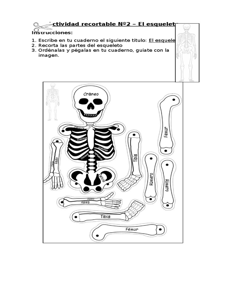Esqueleto recortable: partes y orden | PDF