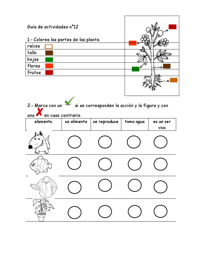 Guia de Actividades Las Plantas | PDF