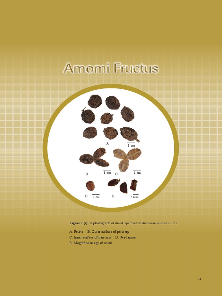 Amomi Fructus v9 e | PDF | Seed | Chromatography
