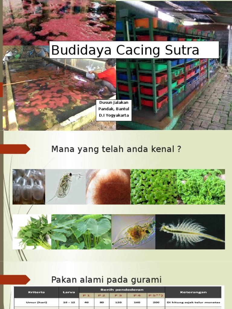 Budidaya Cacing Sutra | PDF