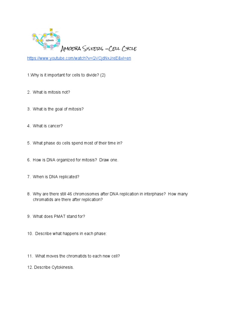 Amoeba Sisters - Cell Cycle | PDF
