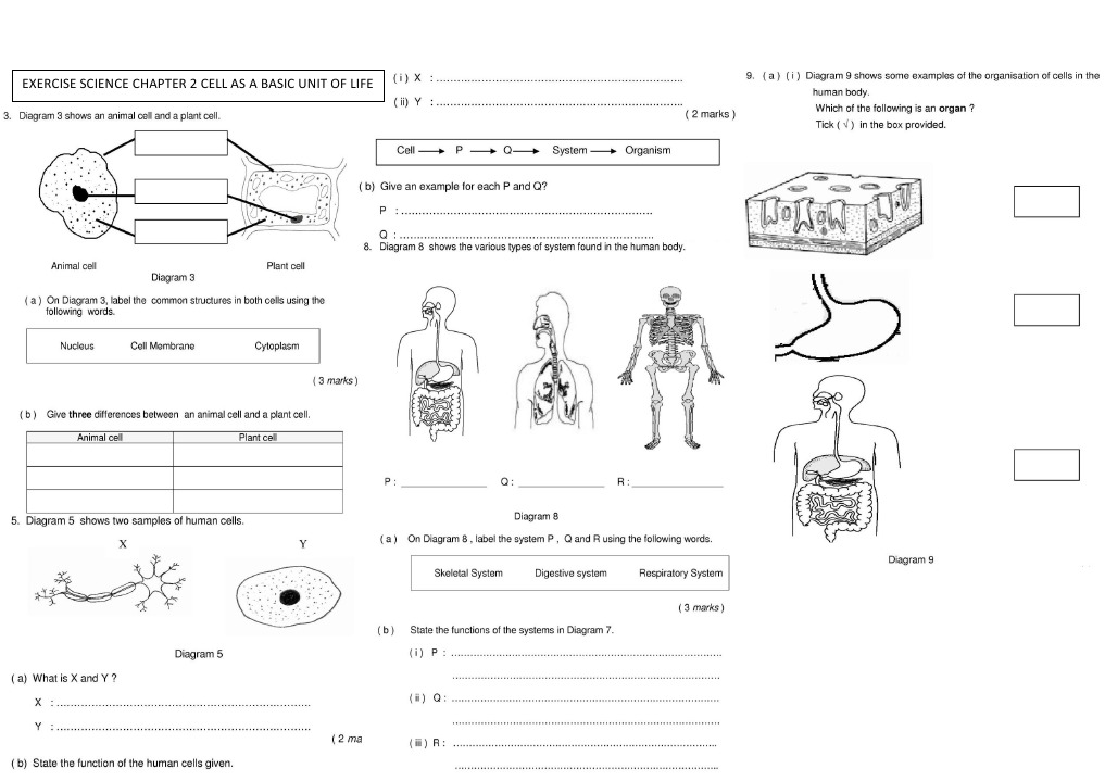 Exercise Science Chapter 2 Cell As A Basic Unit of Life | PDF