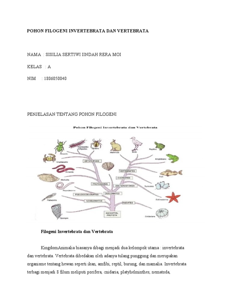 Pohon Filogeni Invertebrata Dan Vertebrata (Sisilia Sertiwi I. R. Moi ...
