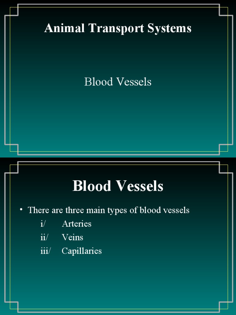 Animal Transport Systems: Blood Vessels | PDF | Artery | Blood Vessel