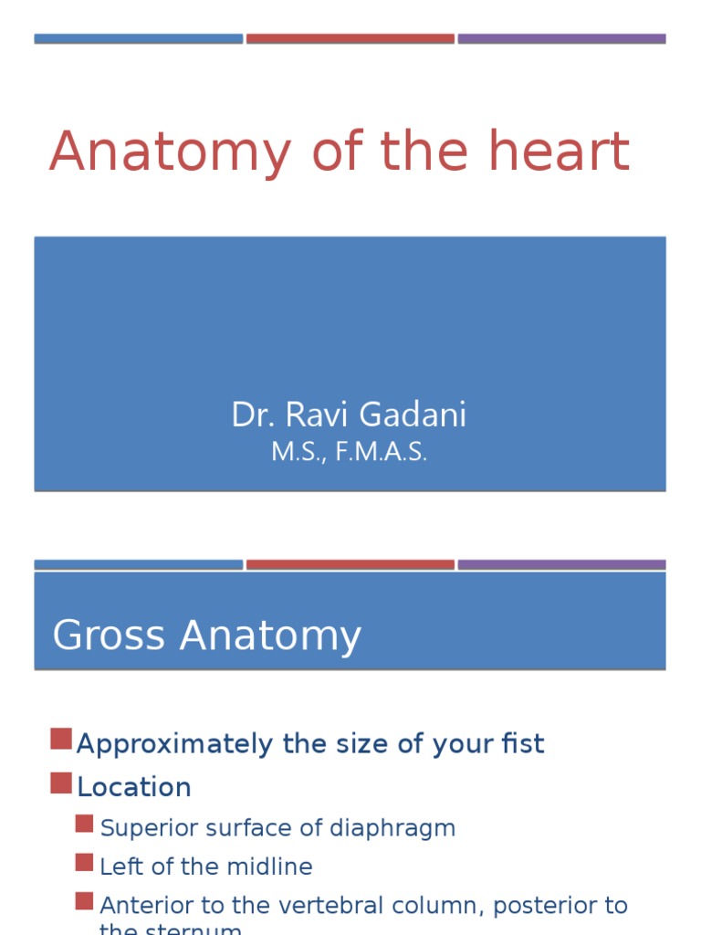 Anatomy of The Heart | PDF | Heart Valve | Atrium (Heart)