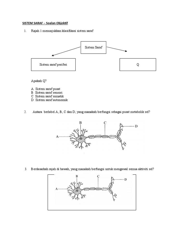 SISTEM SARAF Objektif | PDF