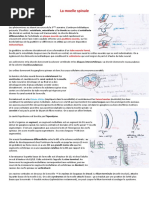 Anatomie du diaphragme stylien | PDF | Tête et cou chez l'humain ...