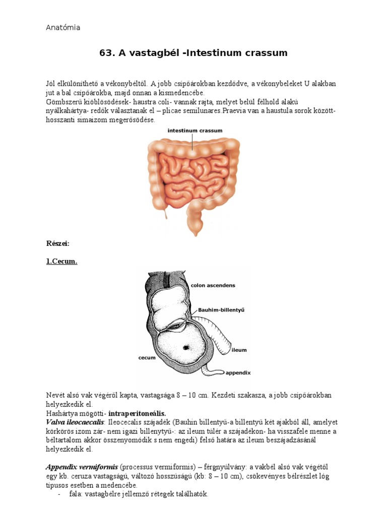 A Vastagbél - Intestinum Crassum | PDF