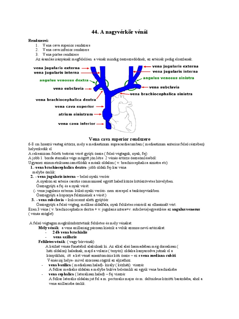 A Nagyvérkör Vénái | PDF