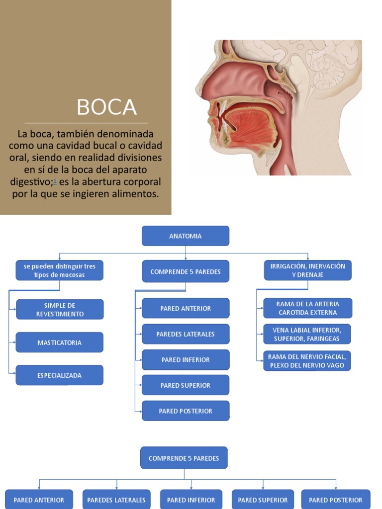Anatomía e Irrigación de la Boca | PDF