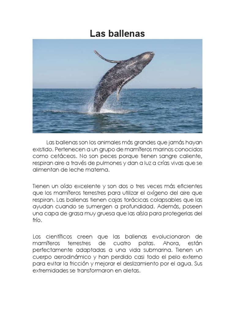 Las Ballenas | PDF | Ballenero | Cetacea
