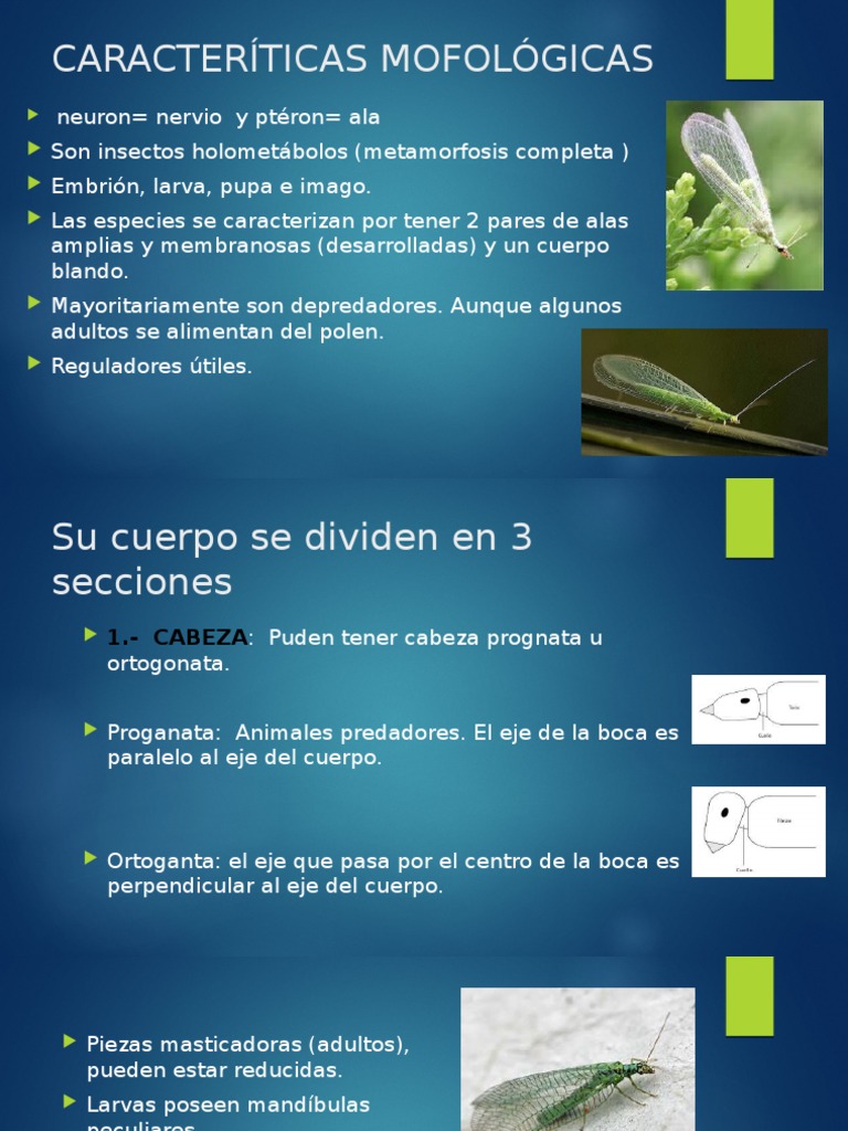 Orden Neuroptera | PDF | Crisálida | Insectos