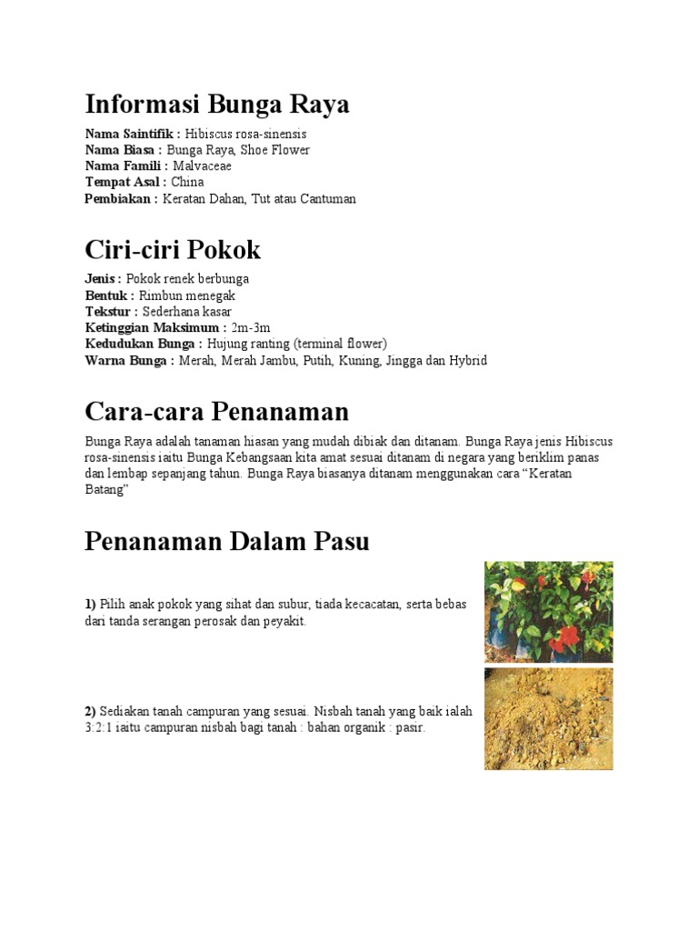Info Bunga Raya | PDF