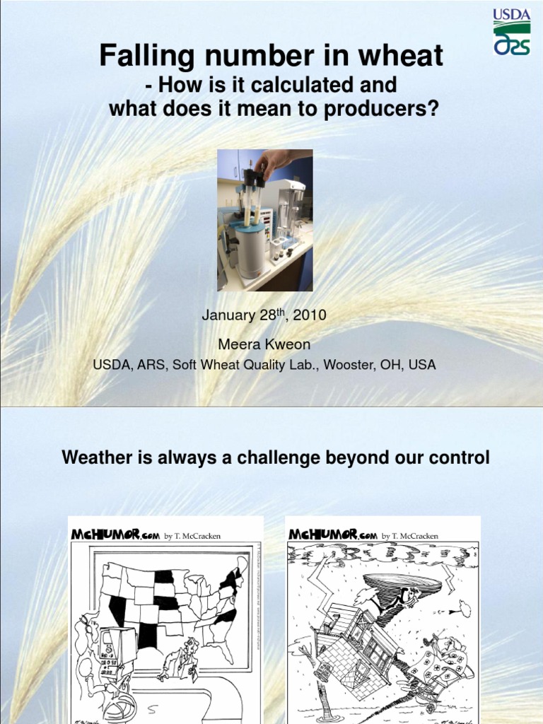 Falling Number in Wheat | PDF | Flour | Starch