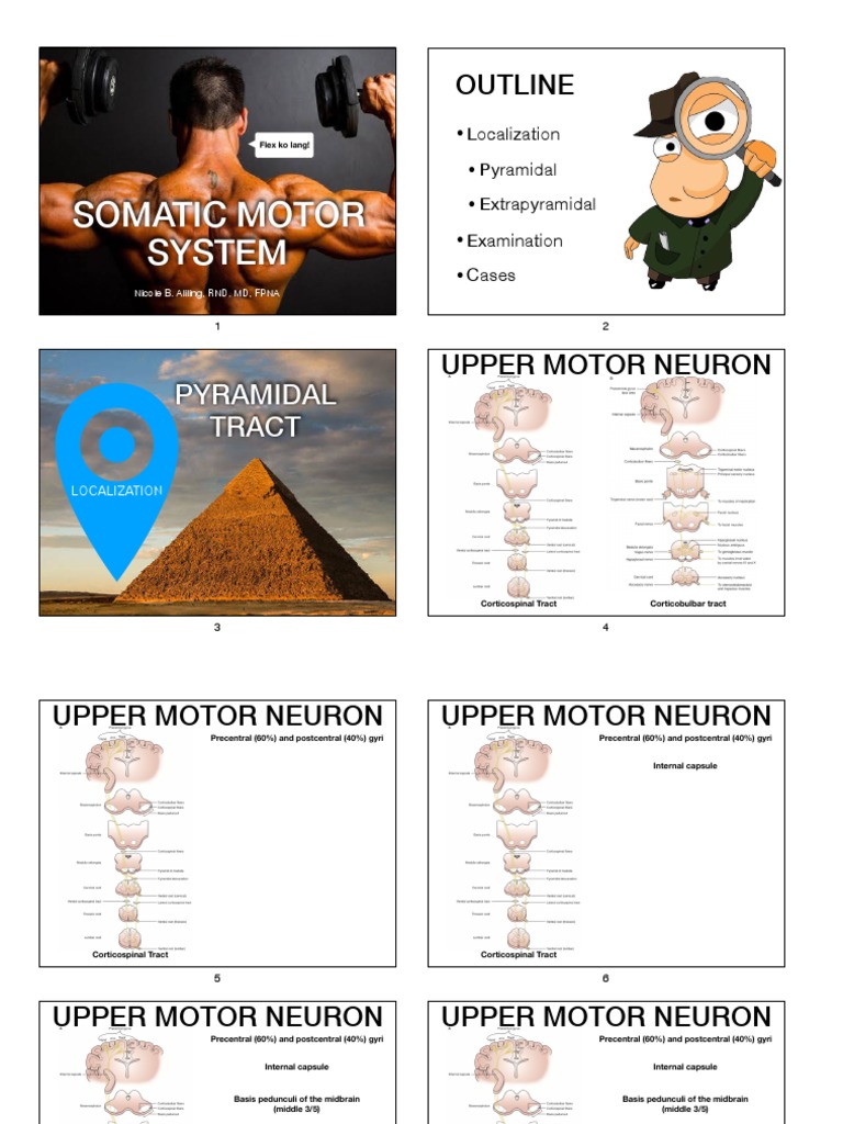 Somatic Motor System Handout | PDF | Anatomical Terms Of Motion ...