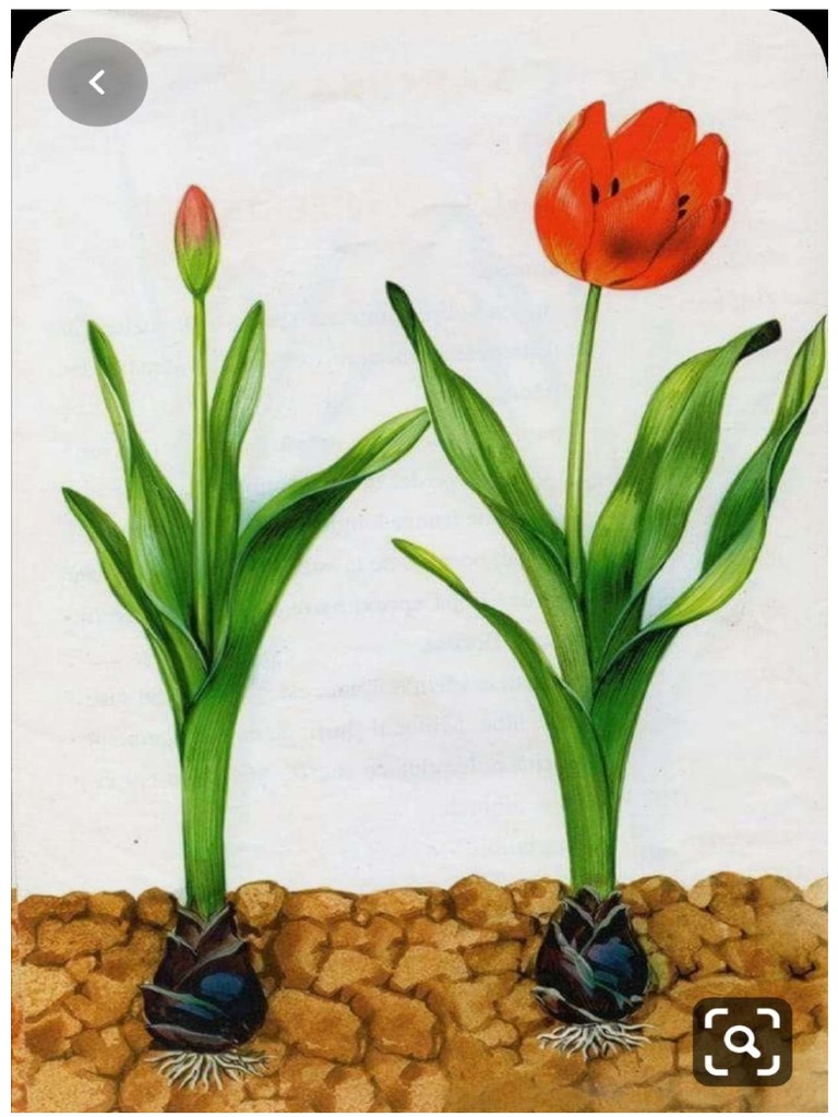 LALEAUA Observare | PDF