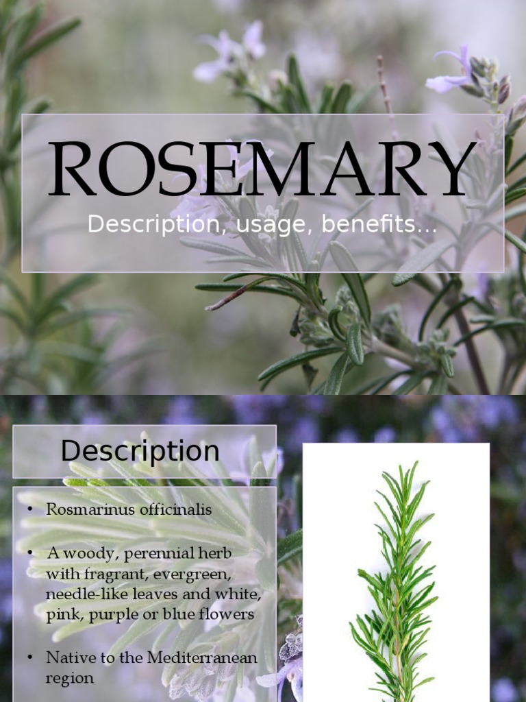 Rosemary: Description, Usage, Benefits.. | PDF