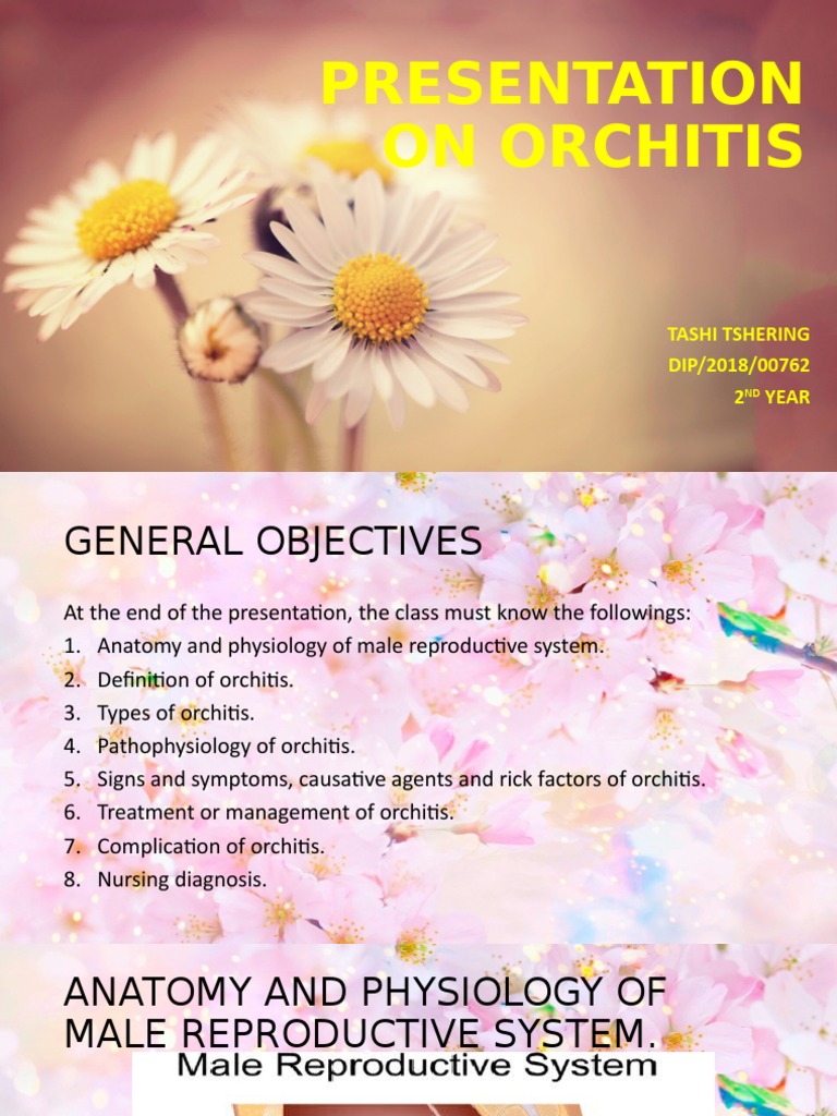 Overview of Orchitis and Its Management | PDF | Testicle | Health Sciences