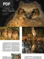UK Gull Identification Guide | PDF | Gull | Birds