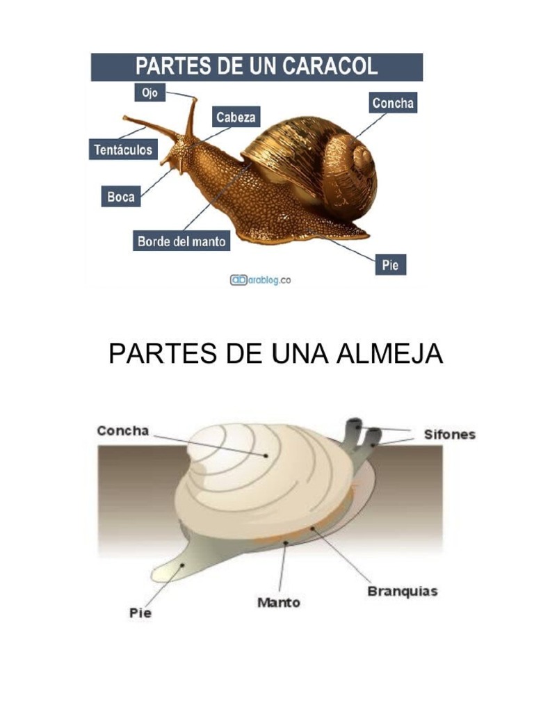 Caracoles y Sus Partes | PDF