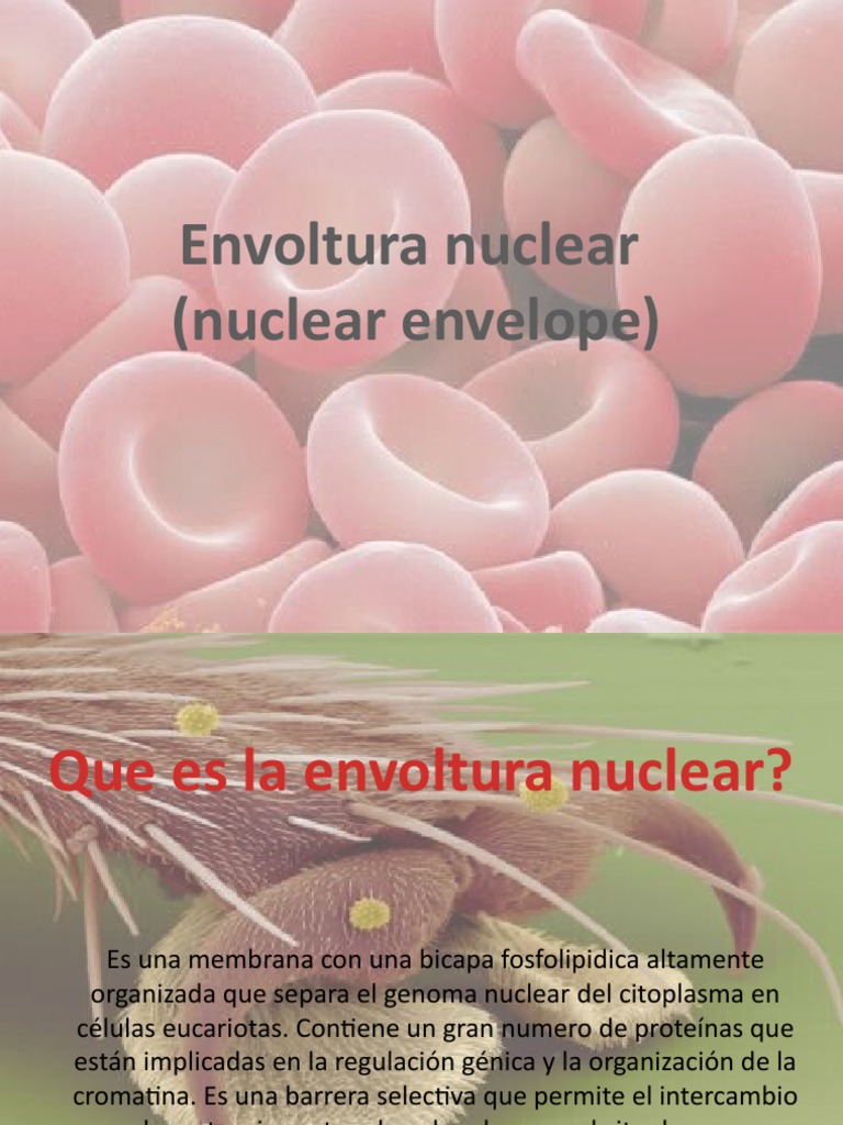 Membrana Nuclear | PDF | Nucleo celular | Citoplasma