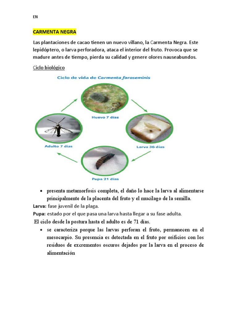 Carmenta Negra | PDF | Biotecnología | Plaga (organismo)