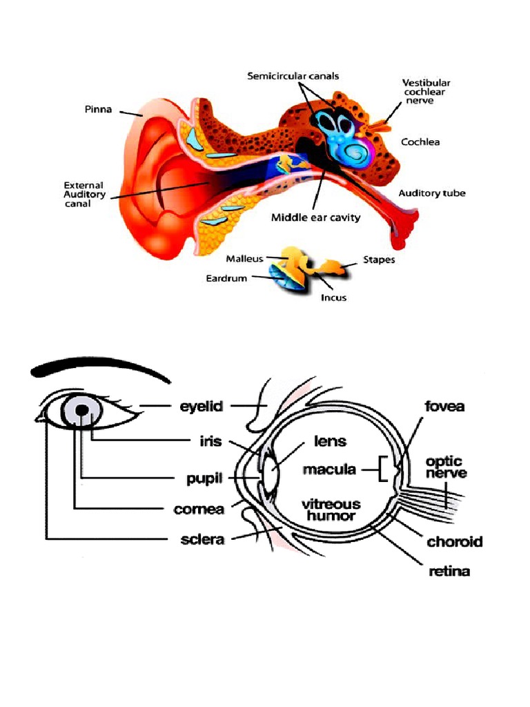 Ang Mga Bahagi NG Mata | PDF