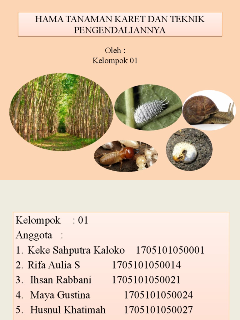 Hama Tanaman Karet & Teknik Pengendaliannya | PDF