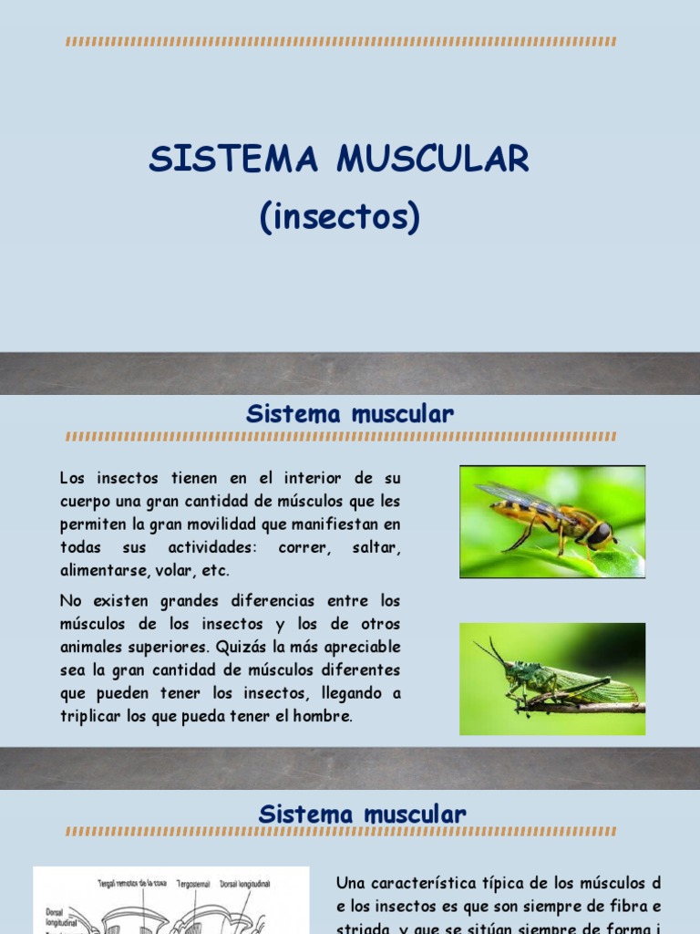 Sistema Muscular y Respiratorio de Los Insectos | PDF | Músculo ...
