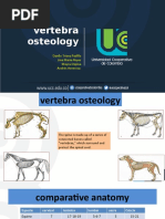 Fórmulas Vertebrales de Animales | PDF