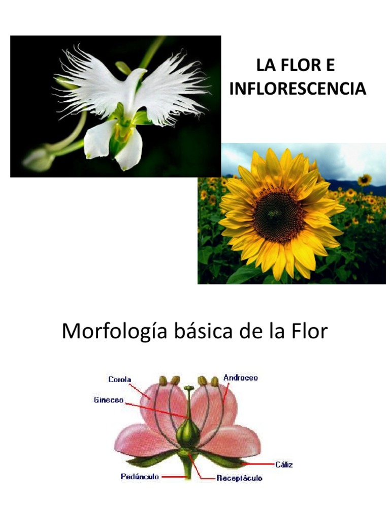 Flor e Inflorescencia | PDF