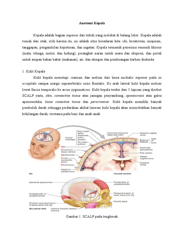 Anatomi Kepala | PDF