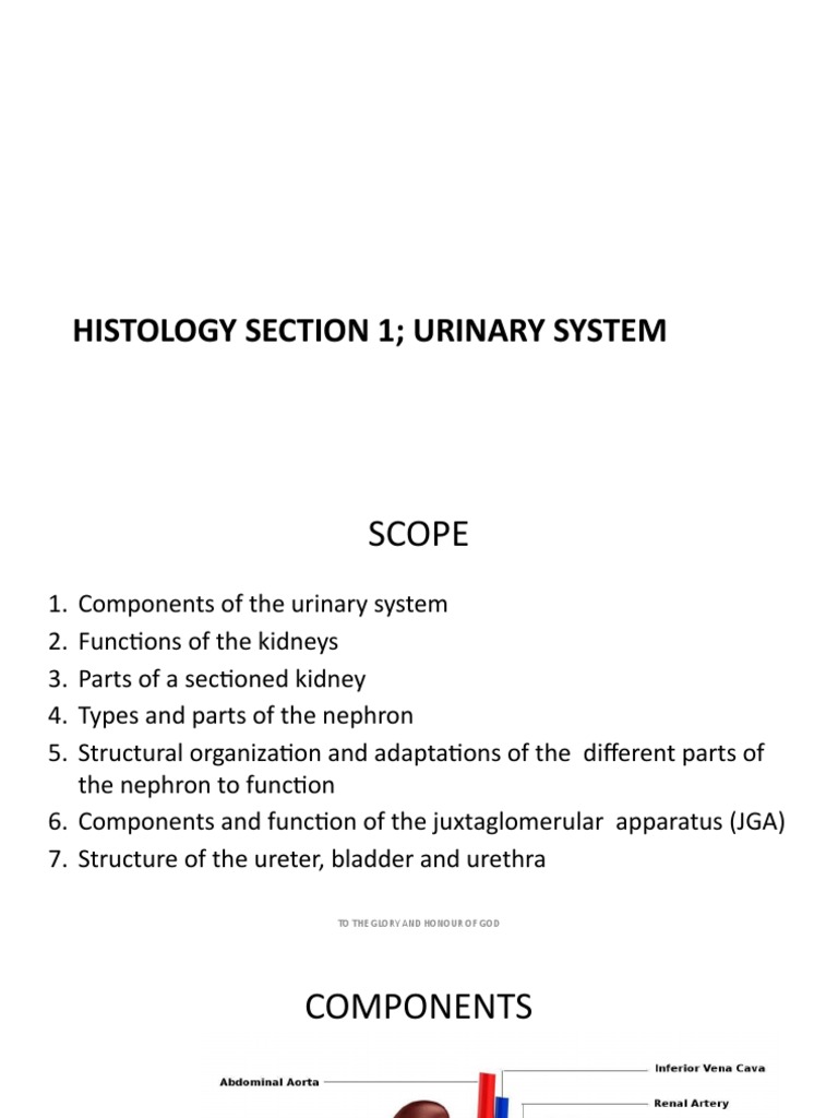 Urinary System Histology | PDF | Kidney | Anatomy