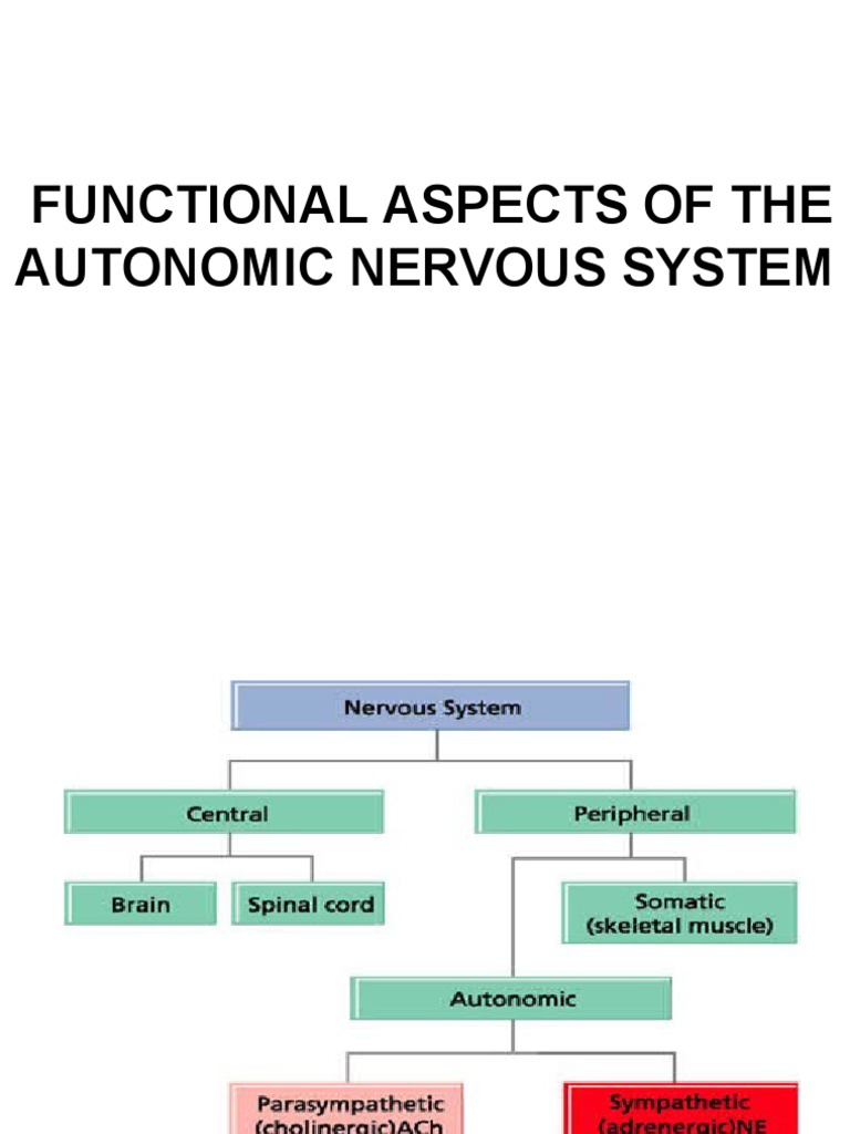 Autonomic Nervous System | PDF | Autonomic Nervous System | Acetylcholine