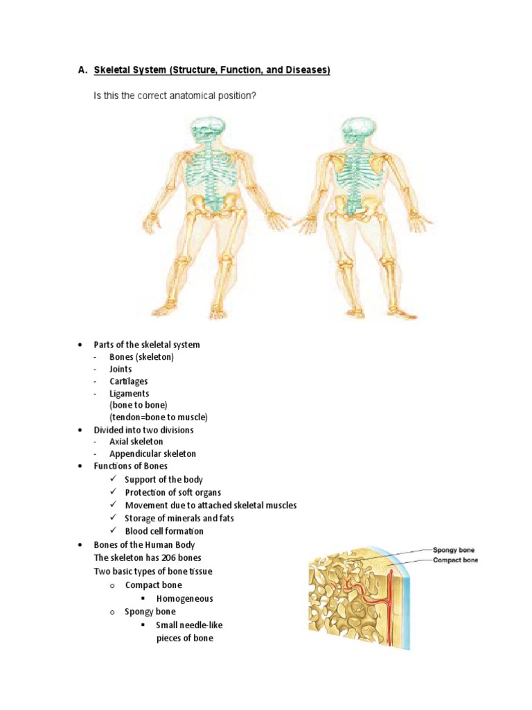 A. Skeletal System (Structure, Function, and Diseases) | PDF | Skeleton ...