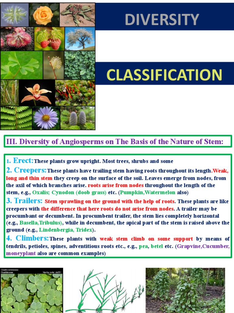 Diversity: Classification | PDF | Taxonomy (Biology) | Taxon
