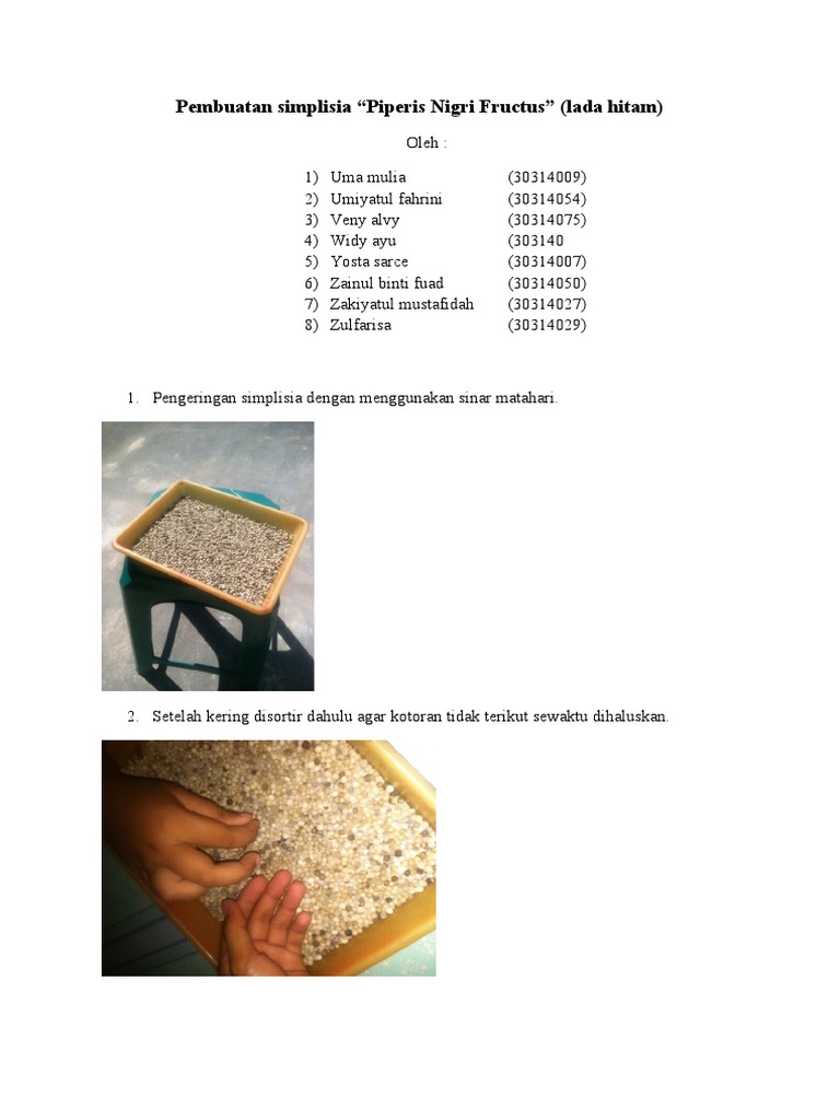 Pembuatan Simplisia Piperis Nigri Fructus | PDF