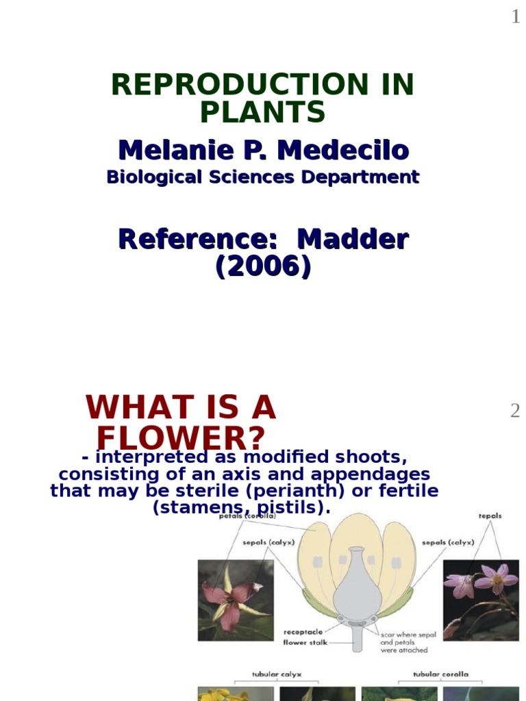 Plant Reproductive Structures | PDF | Fruit | Sexual Reproduction