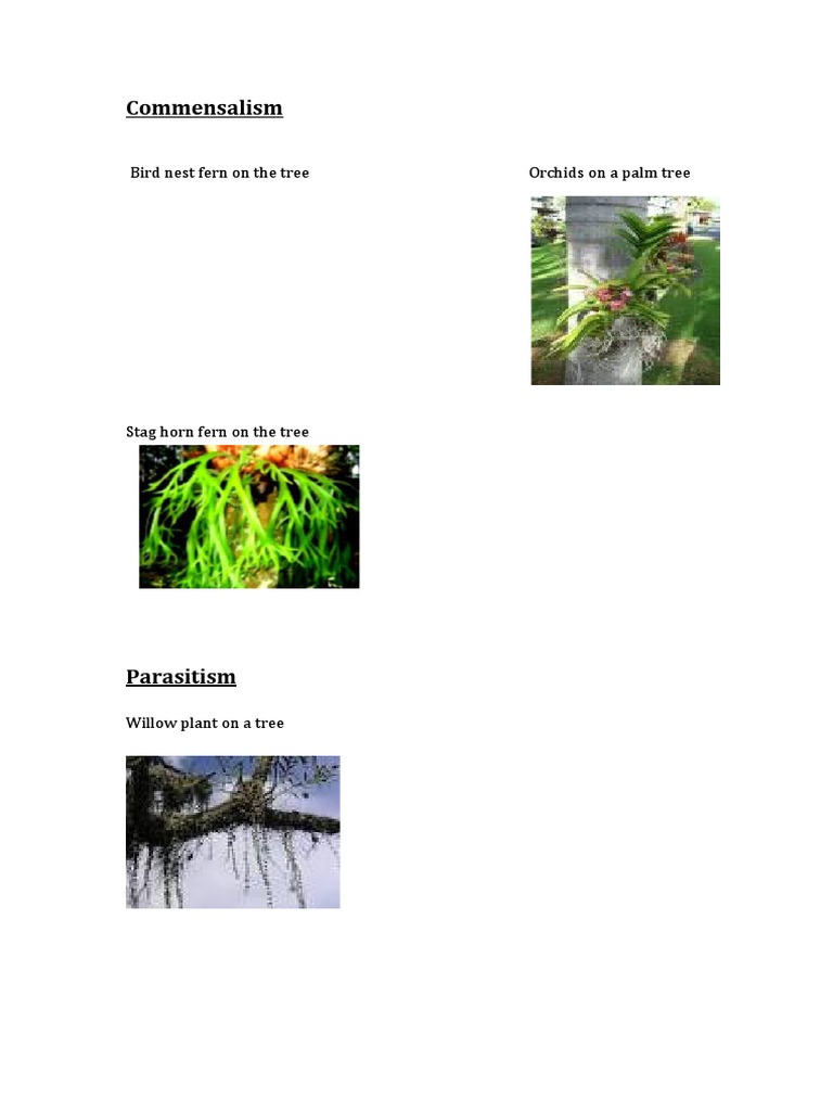 Symbiotic Plant Relationships Explained | PDF