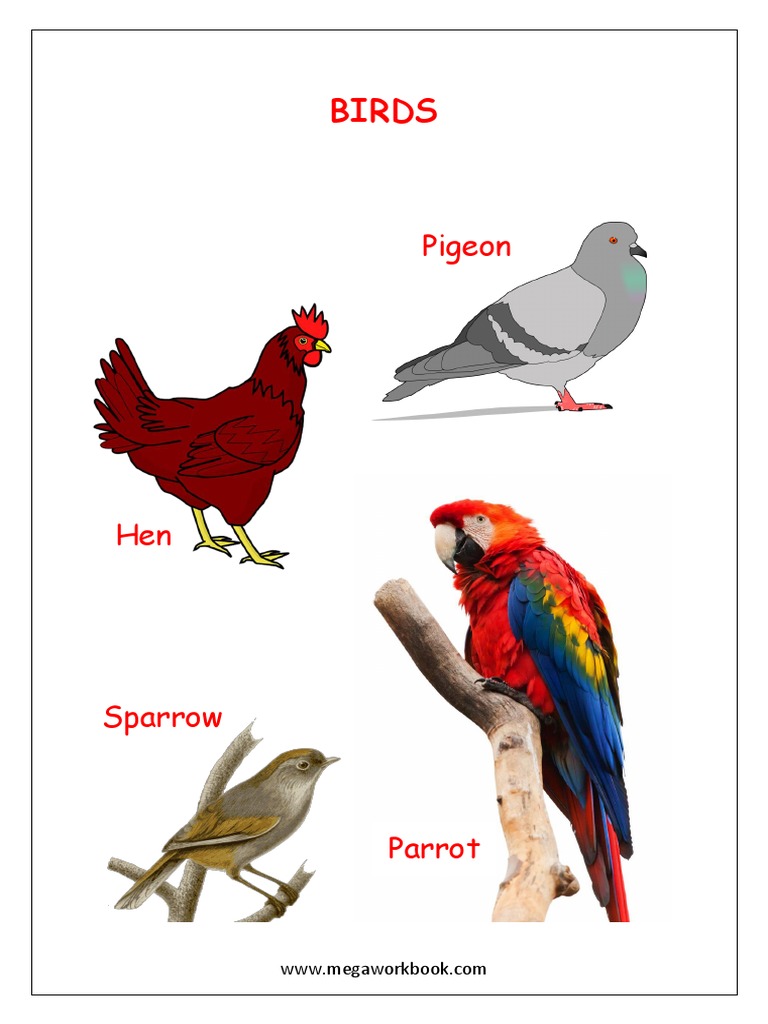 Names of Birds Picture Book
