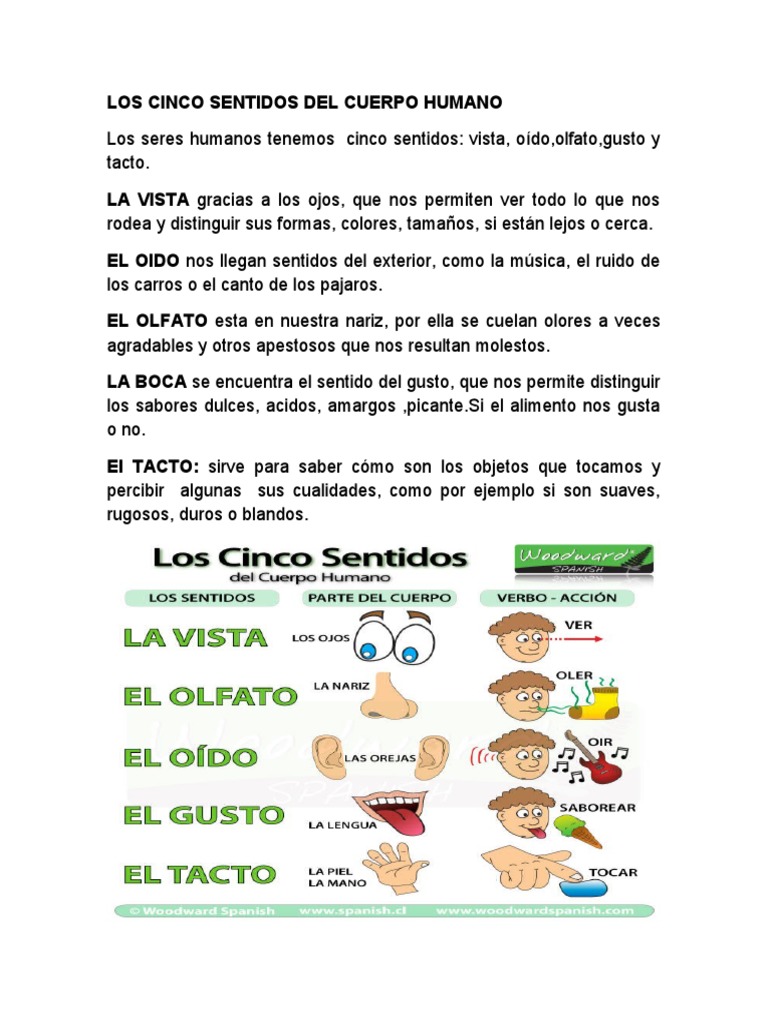 Los Cinco Sentidos Del Cuerpo Humano | PDF