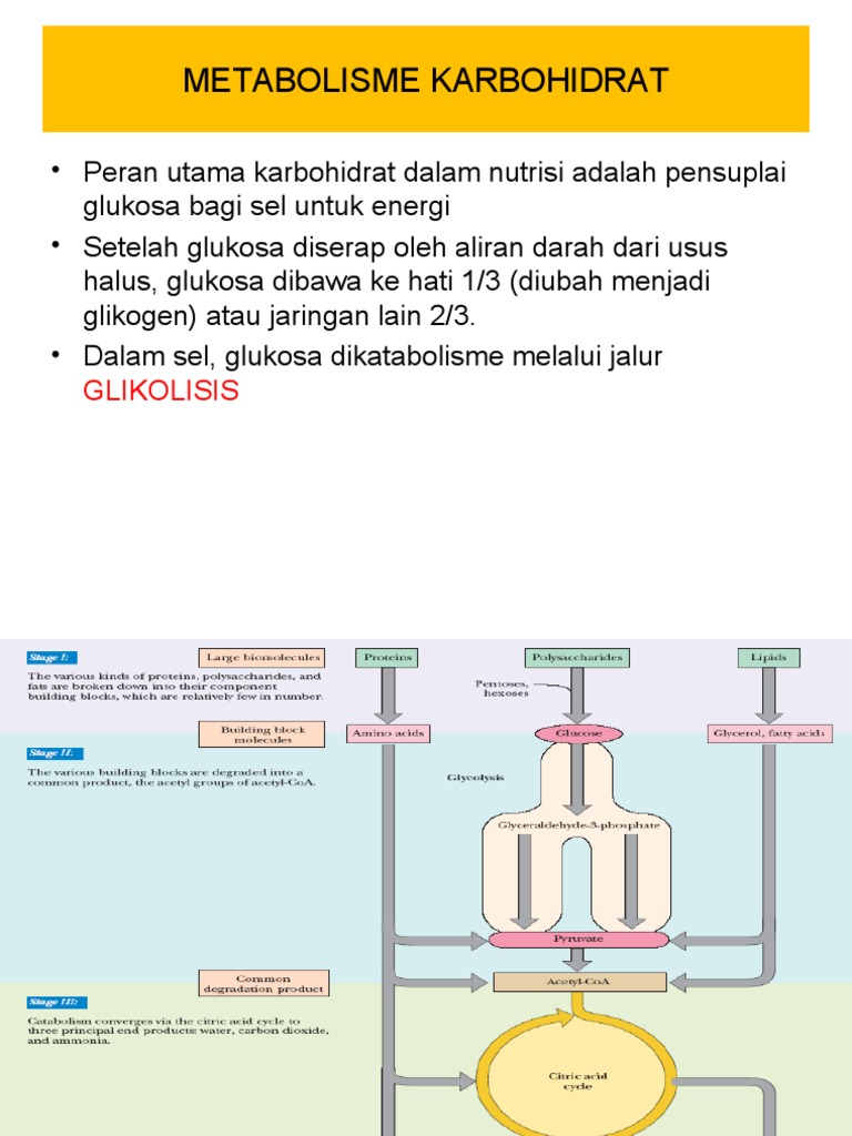 Metabolisme Karbohidrat | PDF