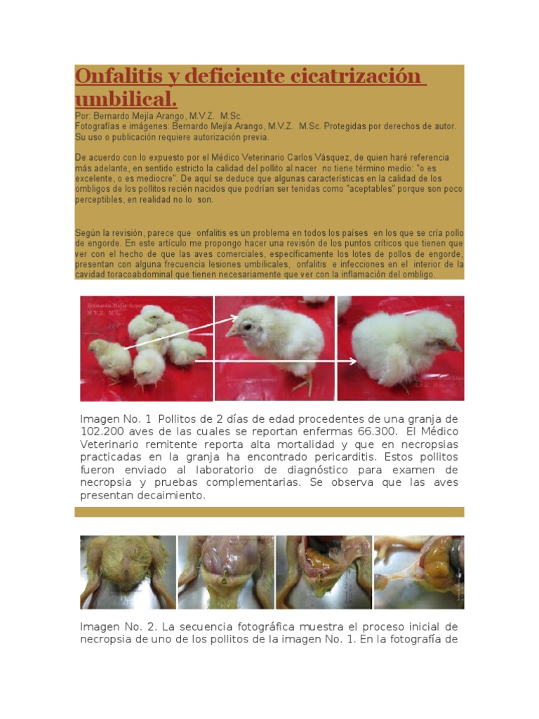 Onfalitis y Deficiente Cicatrización Umbilical | PDF | Aves | Las bacterias