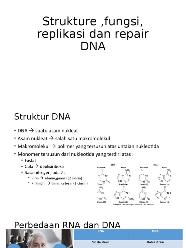 Strukture, Fungsi, Replikasi Dan Repair DNA | PDF