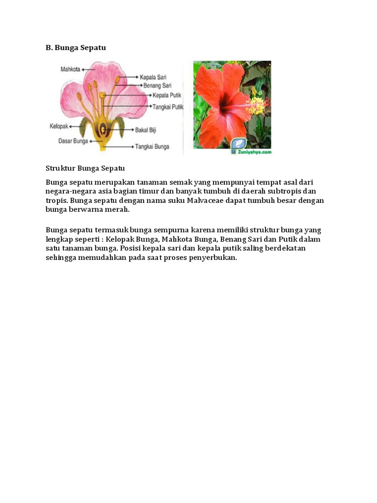 Bunga Sepatu | PDF