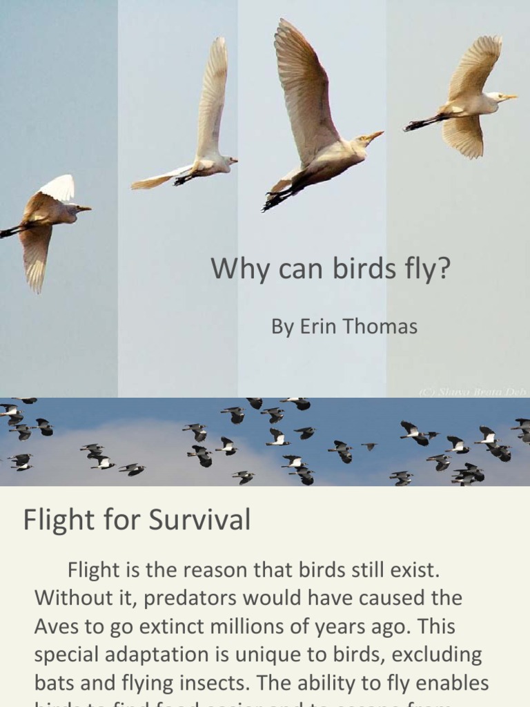 Why Can Birds Fly PP | PDF