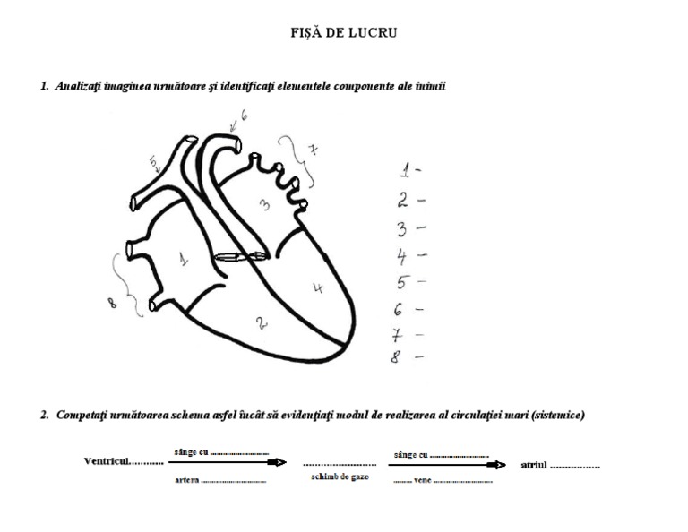 Fisa de Lucru Sistem Circulator | PDF