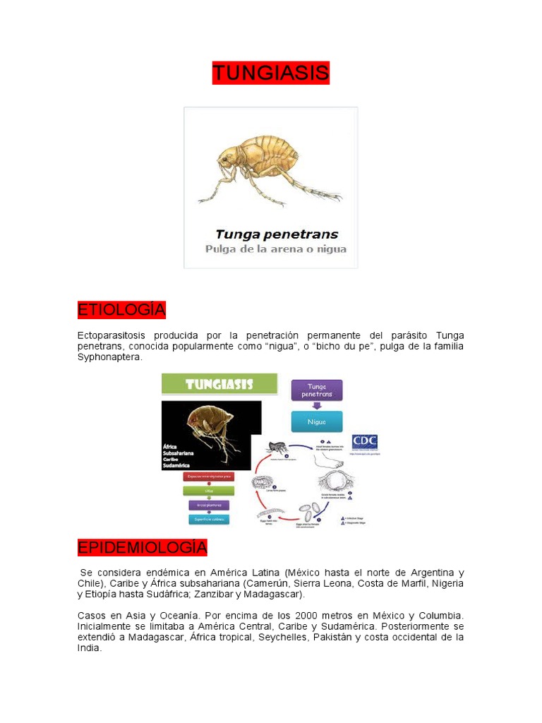 Tungiasis Nuevo | PDF | Inmunología | Ciencias de la Salud