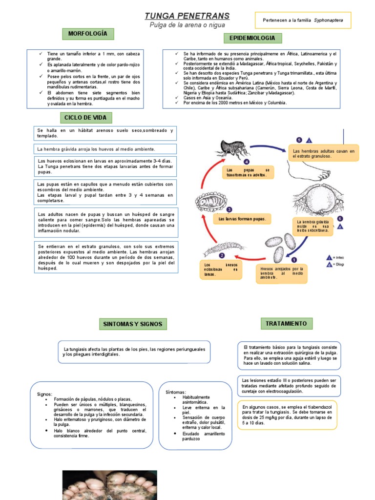 Tungiasis: Morfología y Tratamiento | PDF | Salud y bienestar | Medicina