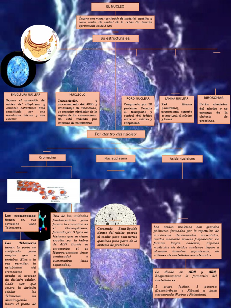 Mapa Conceptual Nucleo | PDF | Nucleo celular | Ácidos nucleicos